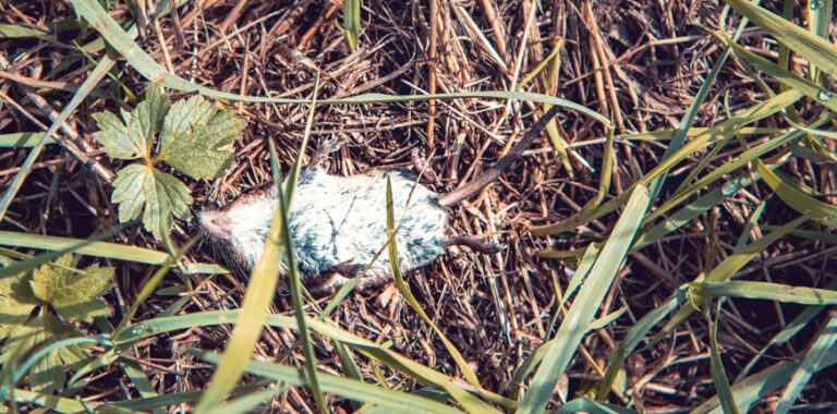 De dingen die voorbijgaan - dood als inspiratie * PsychoseNet